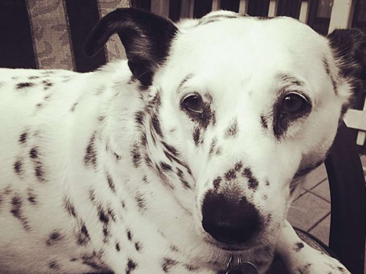 Corgi Dalmatian Mix: The Ultimate Handbook to The Owner 2025