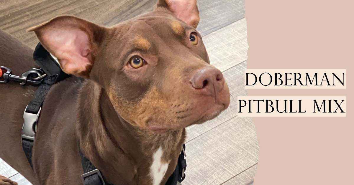 Doberman Pitbull Mix: The Amazing Features of the Dober Pit 2023