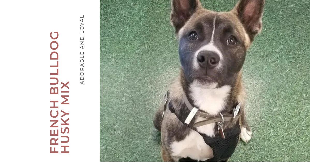 French Bulldog Husky Mix: A Unique Addition to your family 2023