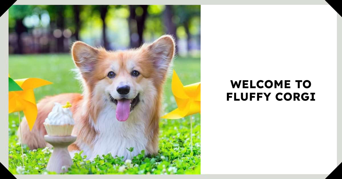 Fluffy Corgi: Unveiling the Beauty of this Rare Breed 2025