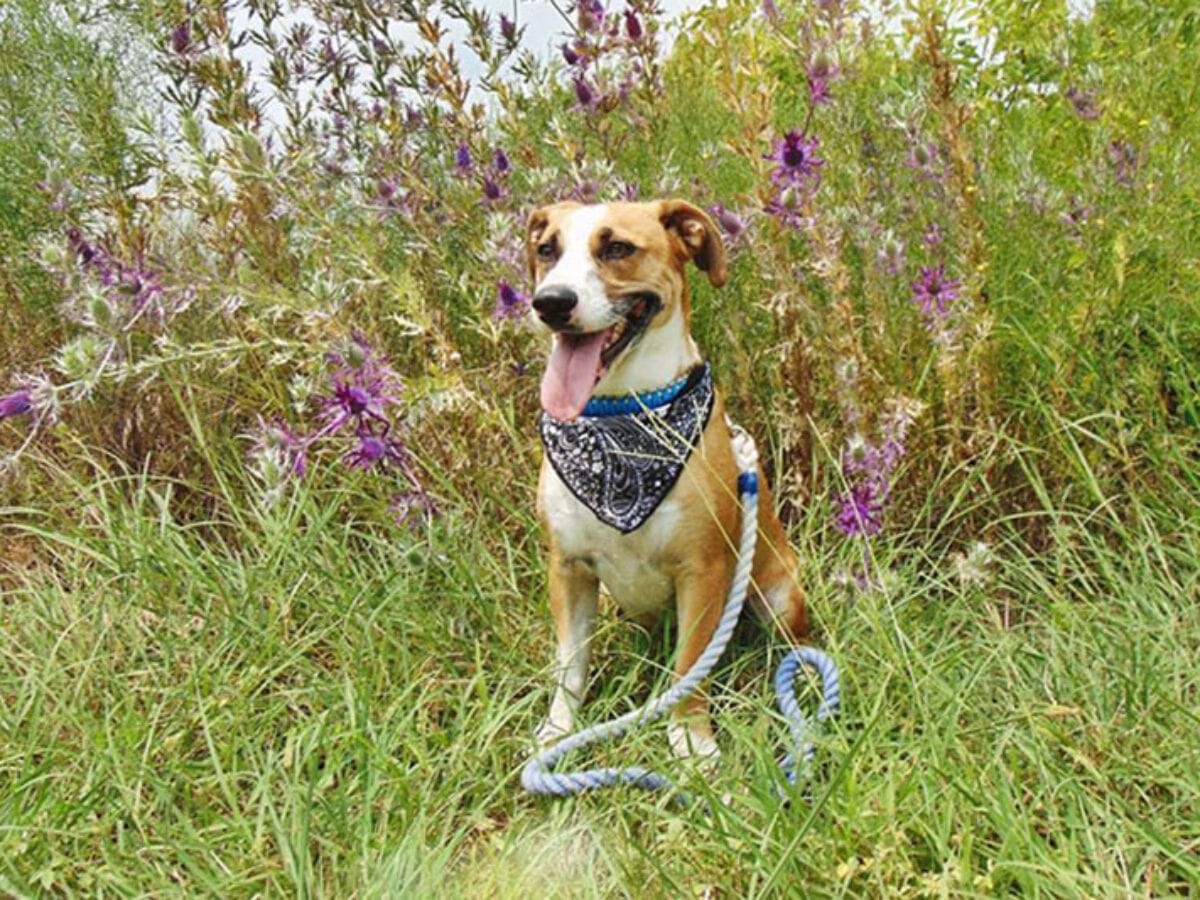 Boxer Corgi Mix: Powerful Love in a Small Package! 2025