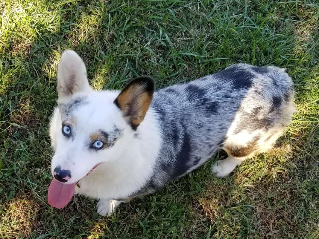 Blue Merle Corgi: Exploring the Fascinating World of Corgis 2025