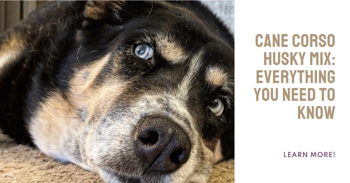 Cane Corso Husky Mix: Everything You Need to Know 2023