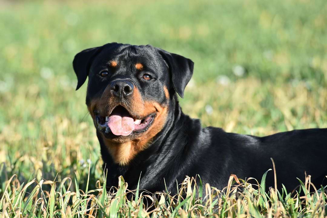Rottweiler Blue Heeler Mix: Dive into the Interesting World 2025