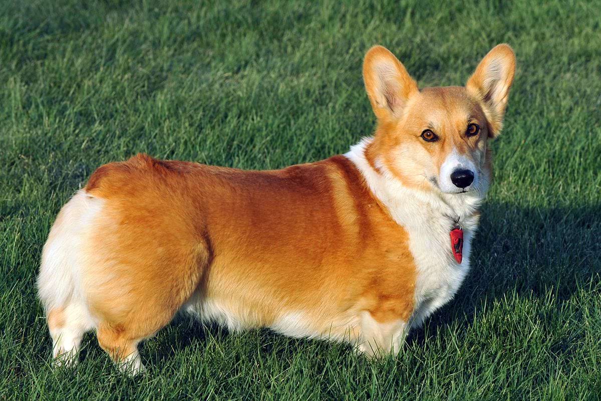 Corgi Pomeranian Mix: Powerful Truths to Touch Your Heart 2025