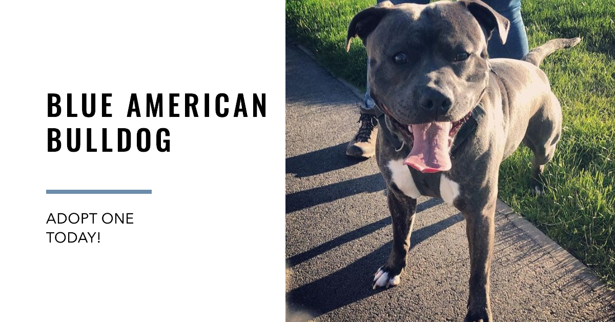 Blue American Bulldog 101: Everything You Need to Know 2023