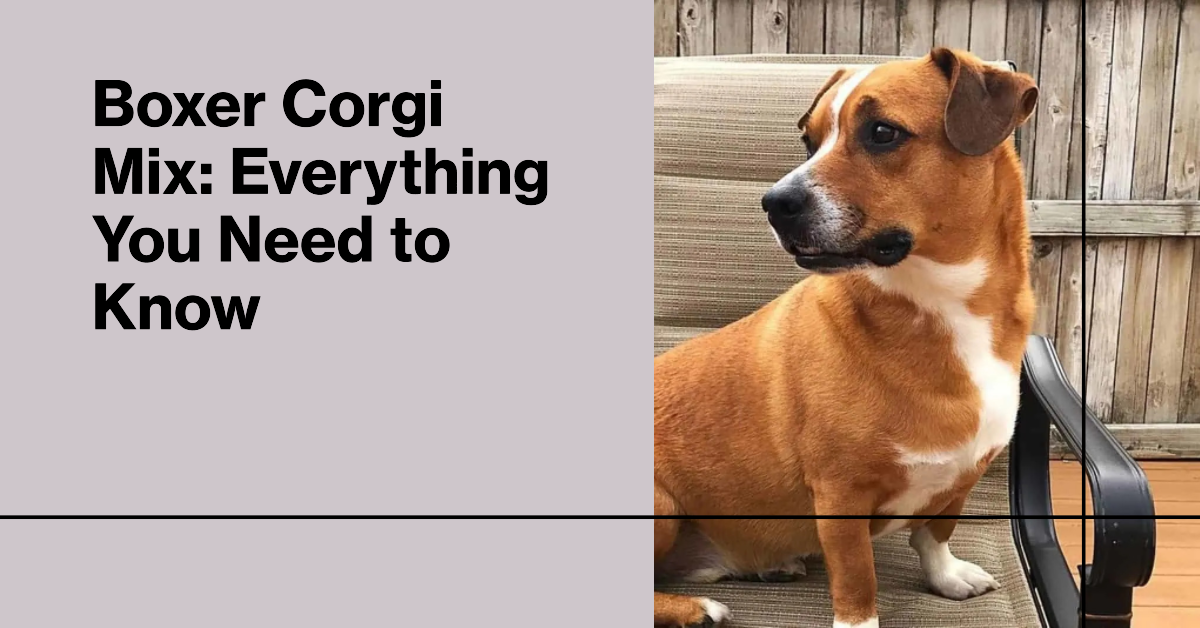 Boxer Corgi Mix: Everything You Need to Know 2023