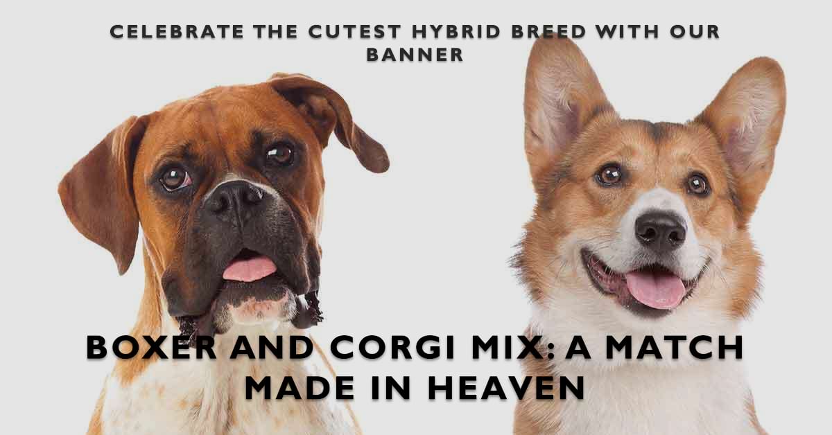Boxer Corgi Mix: Powerful Love in a Small Package! 2025