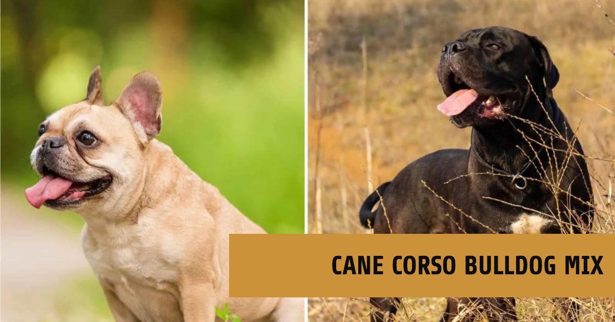 Cane Corso Bulldog Mix: Everything You Need to Know 2023