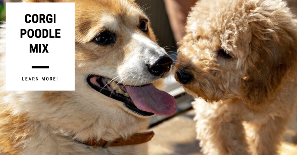 Corgi Poodle Mix: Surprising Facts You Need to Know 2023