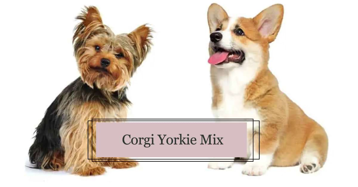 Corgi Yorkie Mix: Interesting Facts You Need to Know 2025