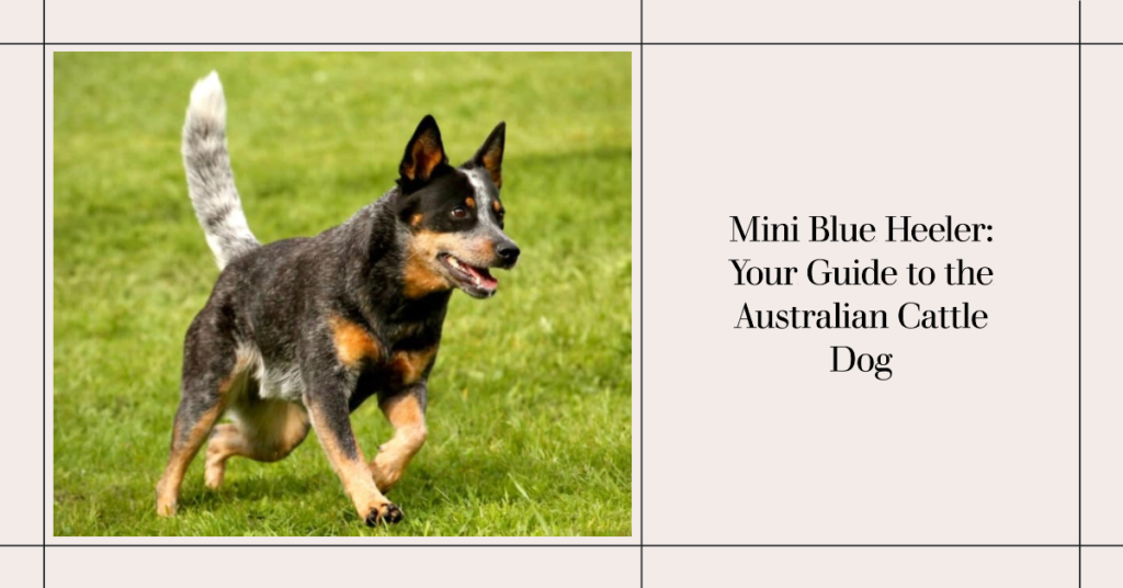 Mini Blue Heeler: Your Guide to the Australian Cattle Dog 2023