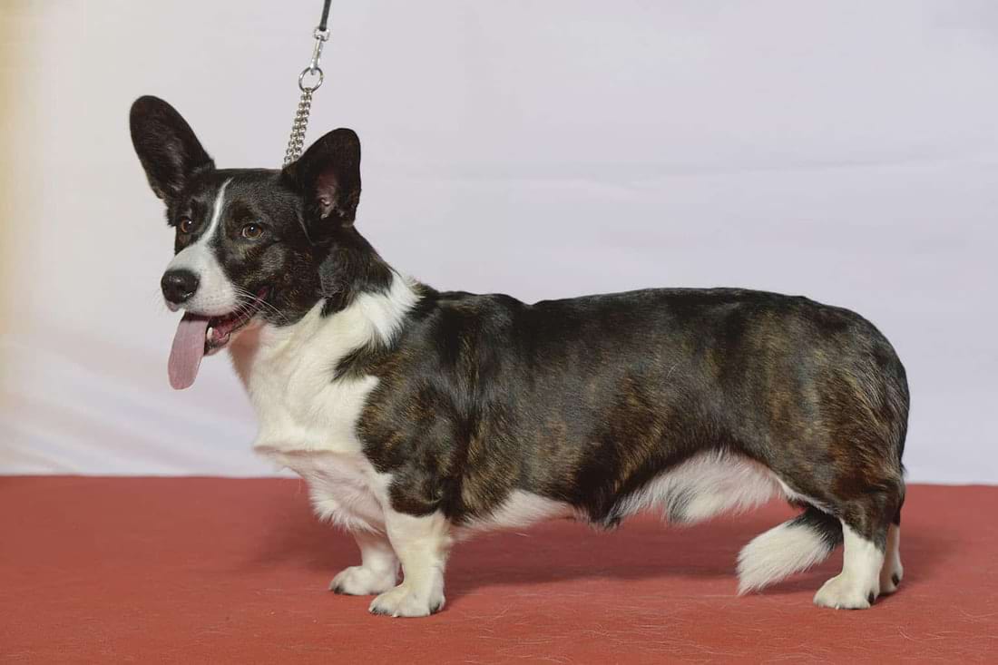 Blue Merle Corgi: Exploring the Fascinating World of Corgis 2025