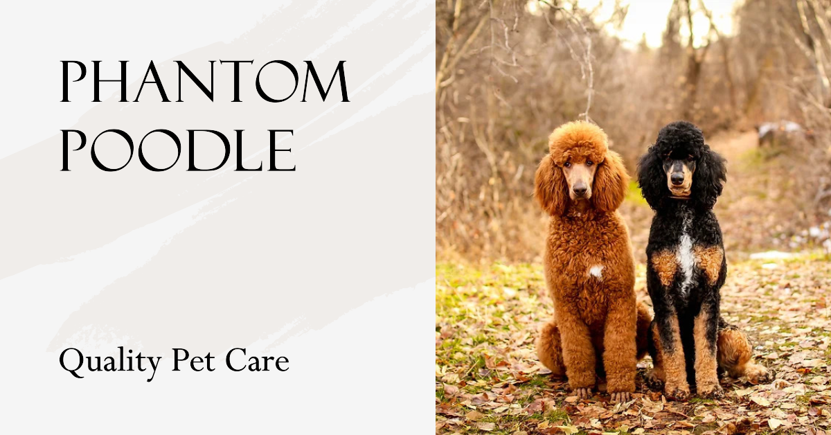 Phantom Poodle: Diving into the World of Unique Coat 2023