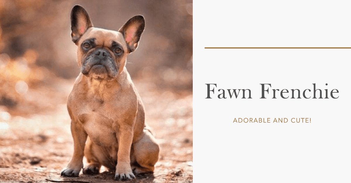 Fawn French Bulldog: Unveiling the World of Unique Breed 2023