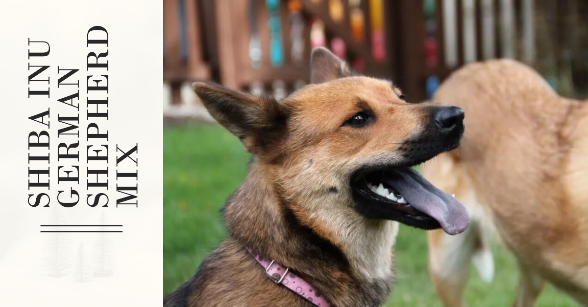 Shiba Inu German Shepherd Mix: All You Need to Know 2023
