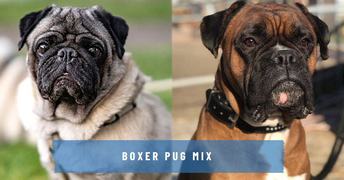 Boxer Pug Mix: Power and Passion in One Dynamic Duo 2025