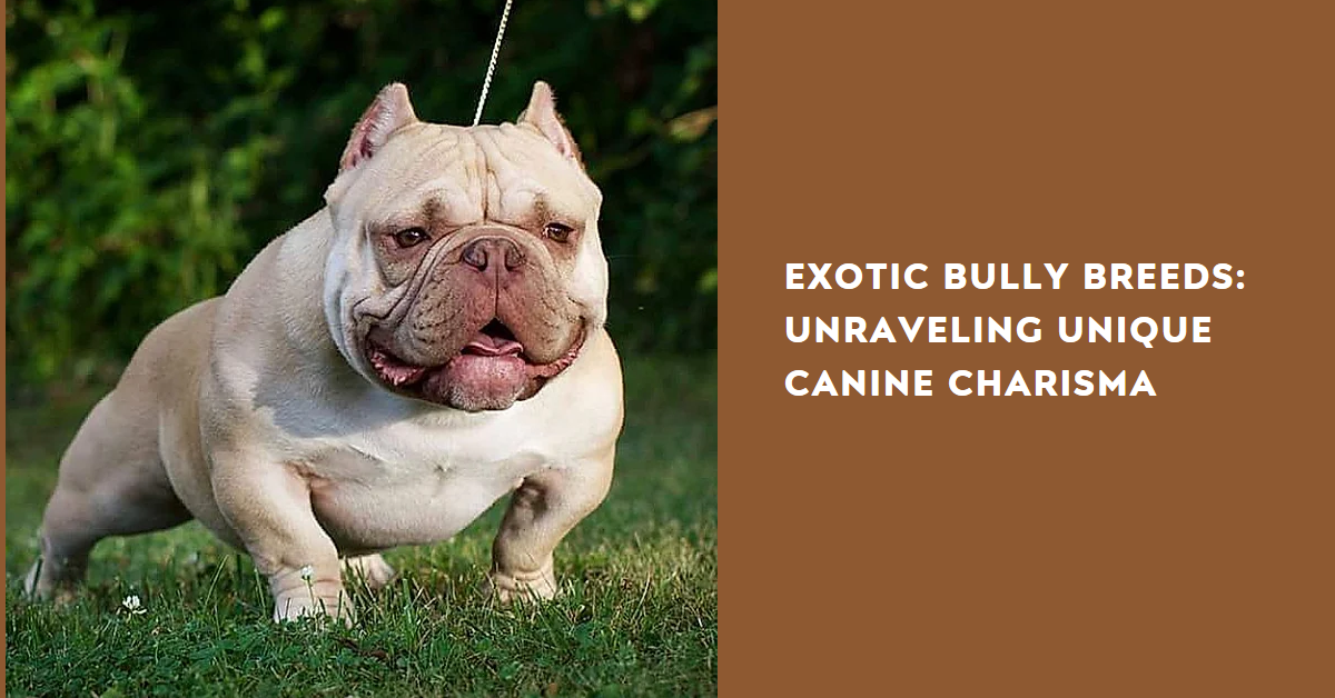 Exotic Bully Breeds: Unraveling Unique Canine Charisma 2025